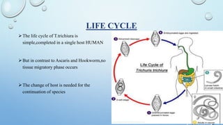 Trichuris trichuria | PPTX | Infectious Diseases | Diseases and Conditions