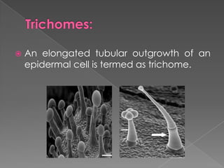 Tricomes | PPTX