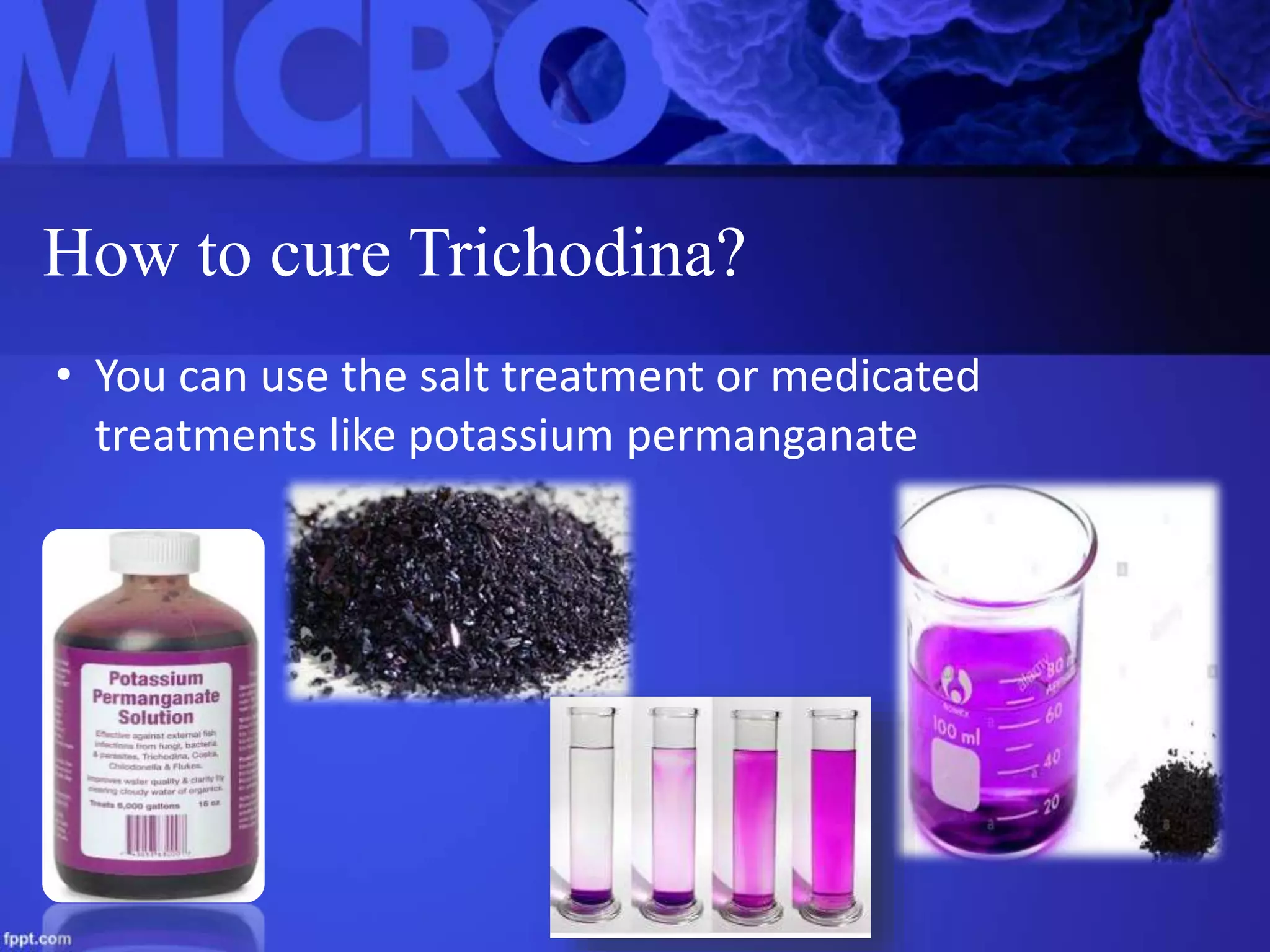 Tricodina parasite | PPTX