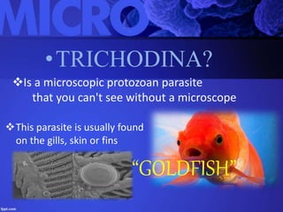 Tricodina parasite | PPTX