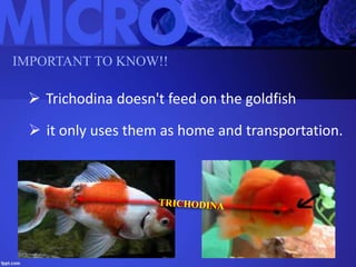 Tricodina parasite | PPTX