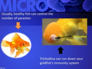 Tricodina parasite | PPTX