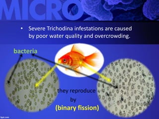 Tricodina parasite | PPTX
