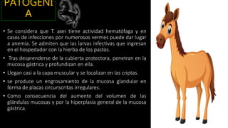 Tricostrongilosis y estrongiloidosis en equinos | PPTX