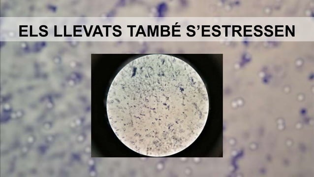Els llevats també s'estressen | PPT