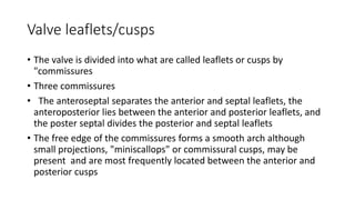 Tricuspid valve | PPTX