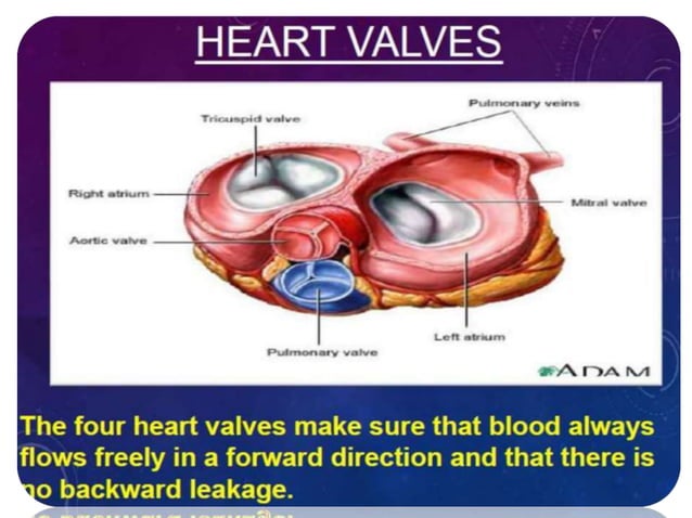 tricuspid valve.pptx