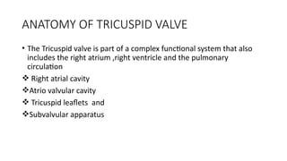 TRICUSPID VALVE ANATOMY BY SRUTHI MEENAXSHI | PPTX