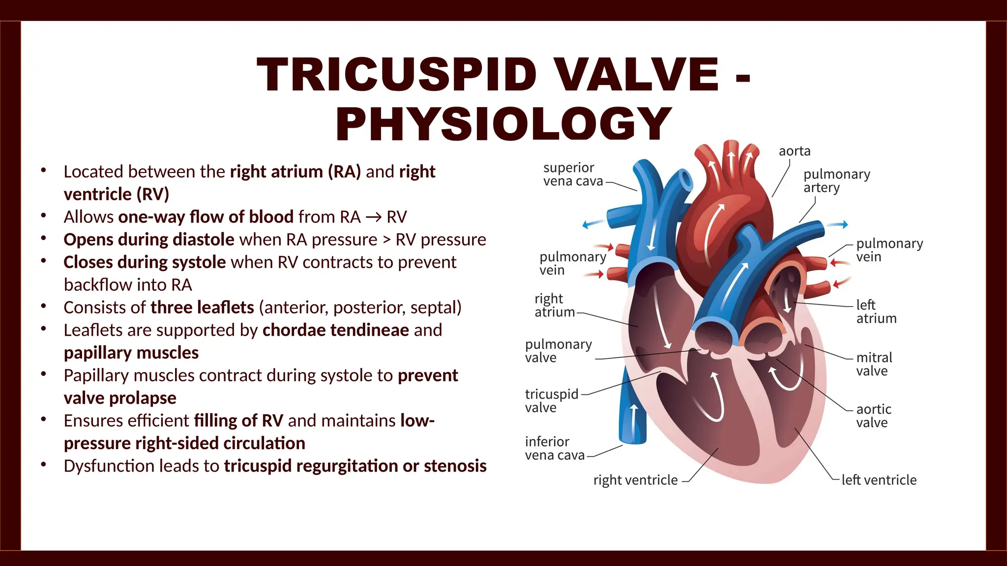 TRICUSPID VALVE REGURGITATION internal medicine.pptx
