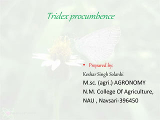 Tridex procumbens final | PPTX