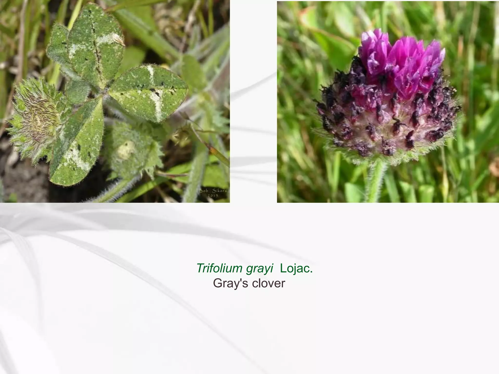 Trifolium species | PPT