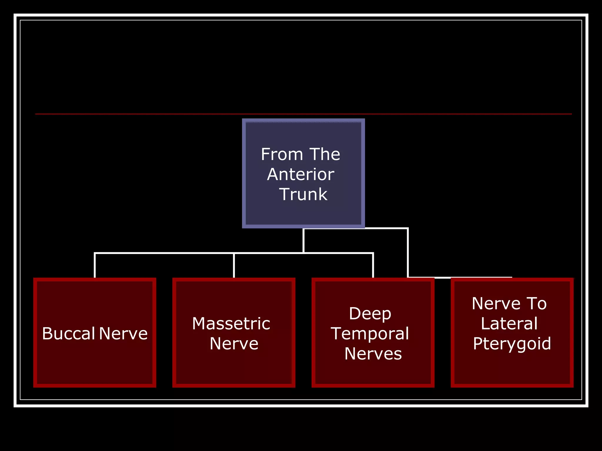 Trigeminal Nerve (Mandibular Division) Introduction | PPT