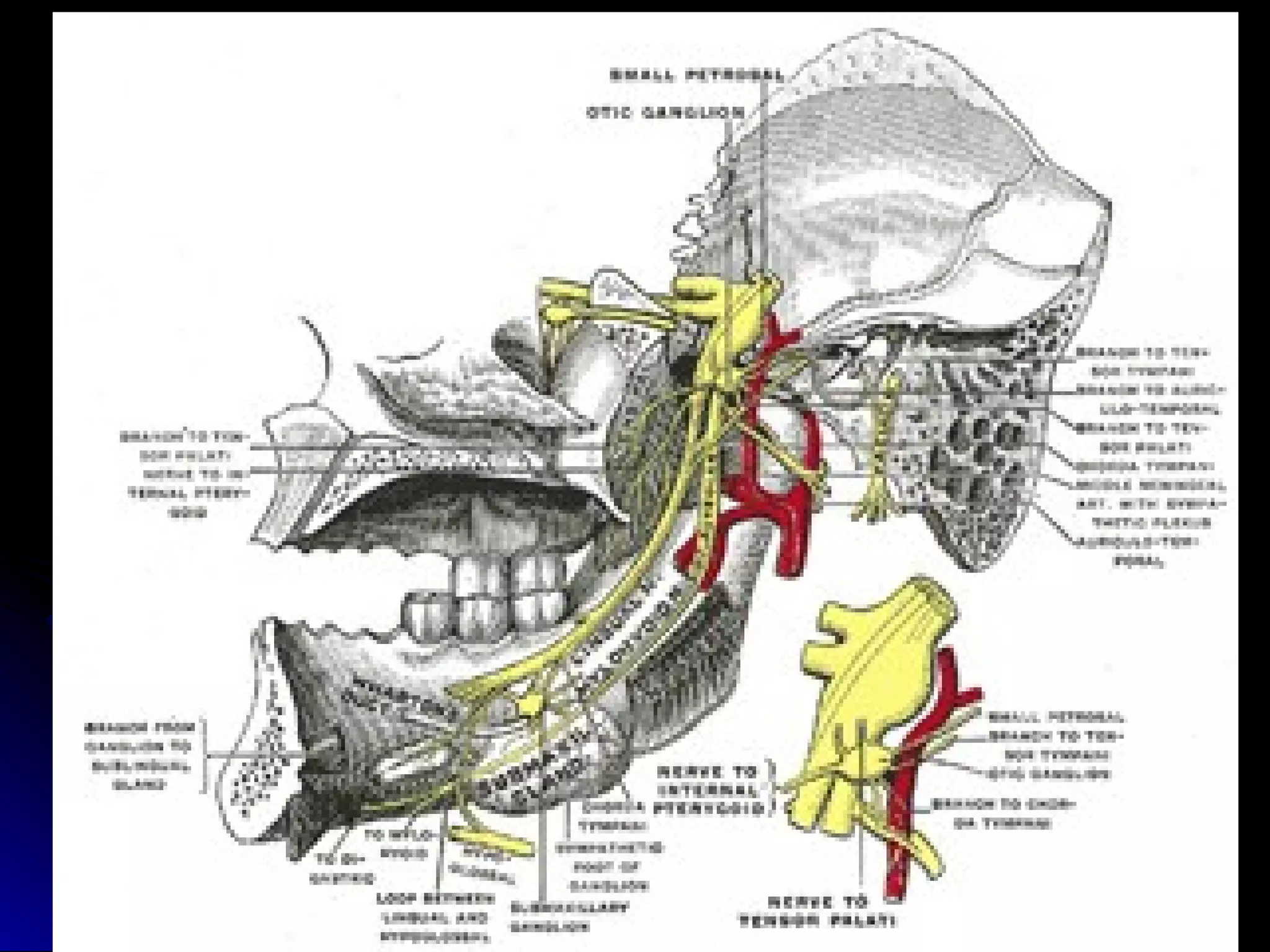Trigeminal Nerve (Mandibular Division) Introduction | PPT