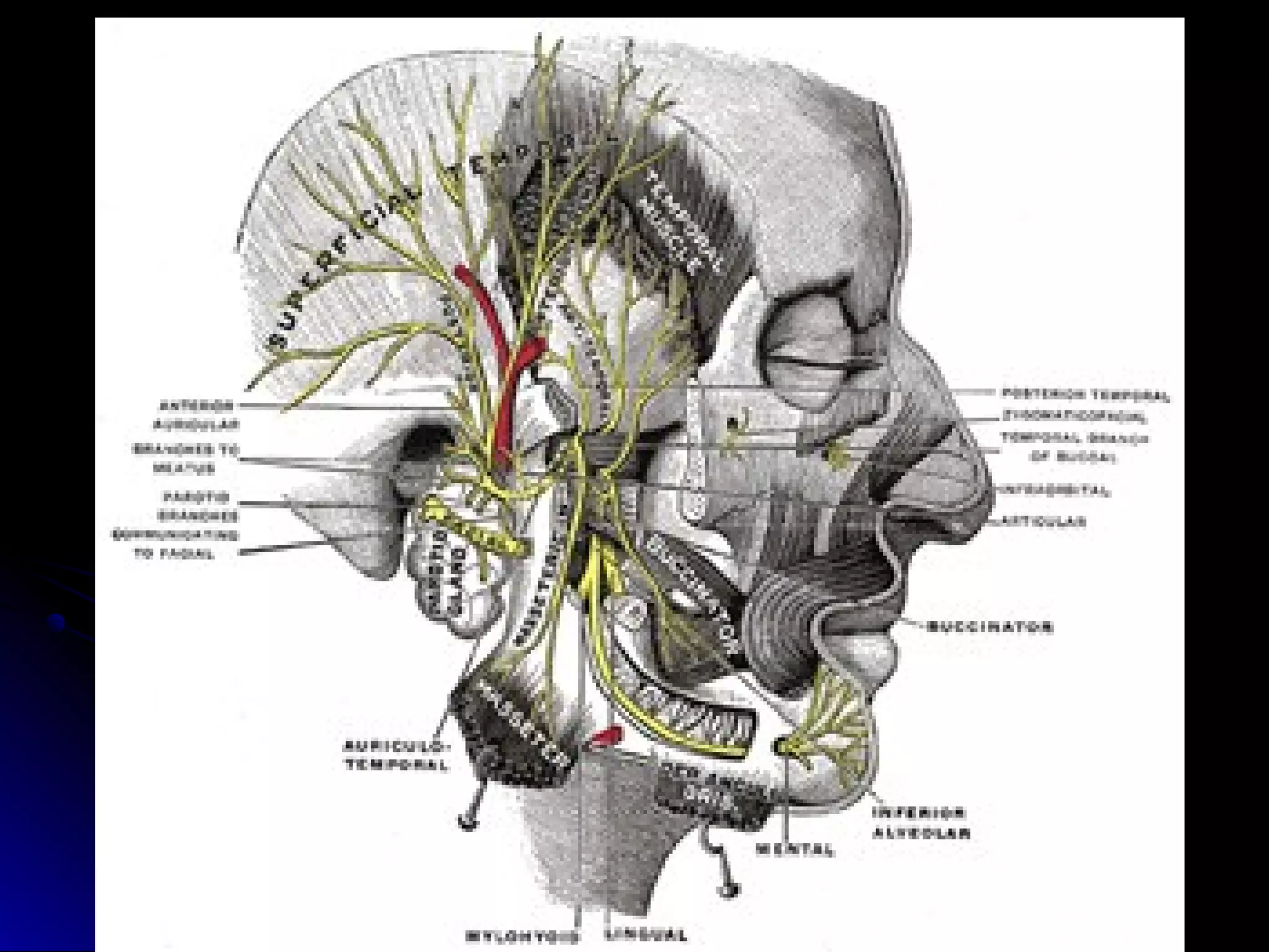 Trigeminal Nerve (Mandibular Division) Introduction | PPT