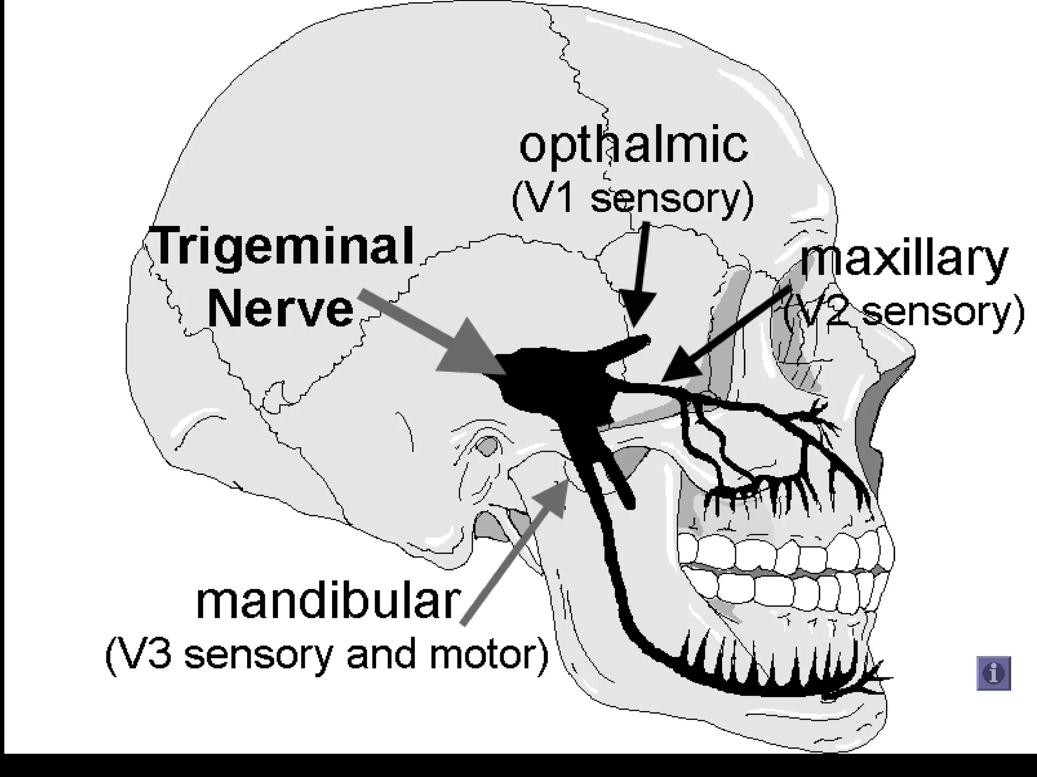 Trigeminal Nerve (Mandibular Division) Introduction | PPT