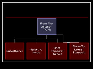 Trigeminal Nerve (Mandibular Division) Introduction | PPT