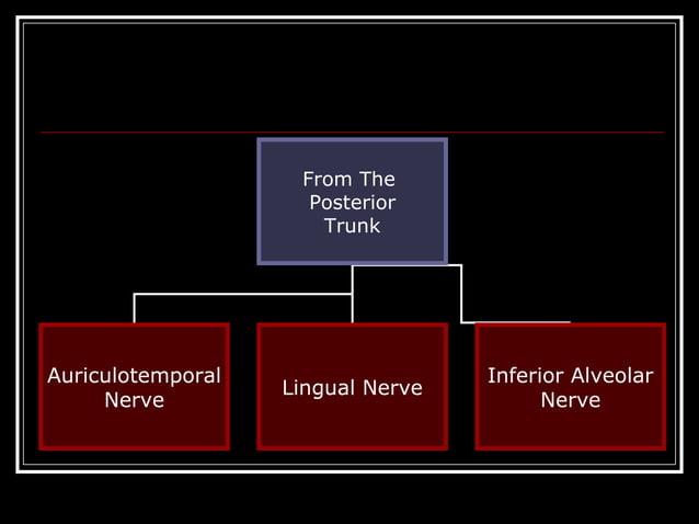 Trigeminal Nerve (Mandibular Division) Introduction | PPT | Death ...