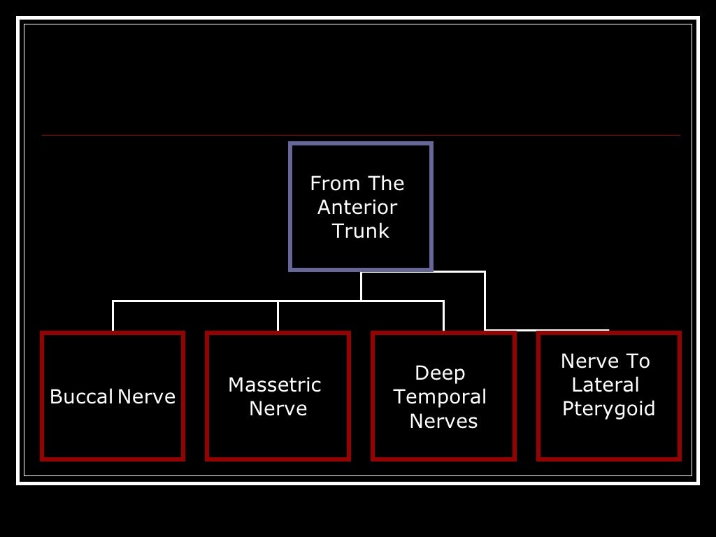 Trigeminal Nerve Mandibular Division Introduction