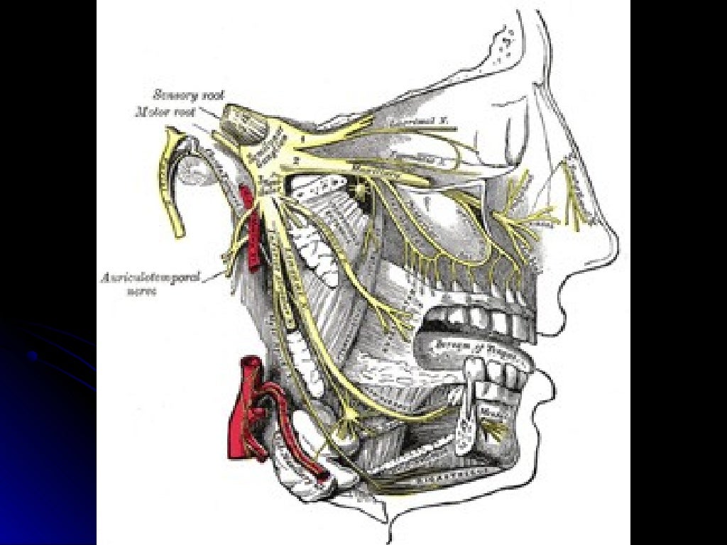 Trigeminal Nerve (Mandibular Division) Introduction