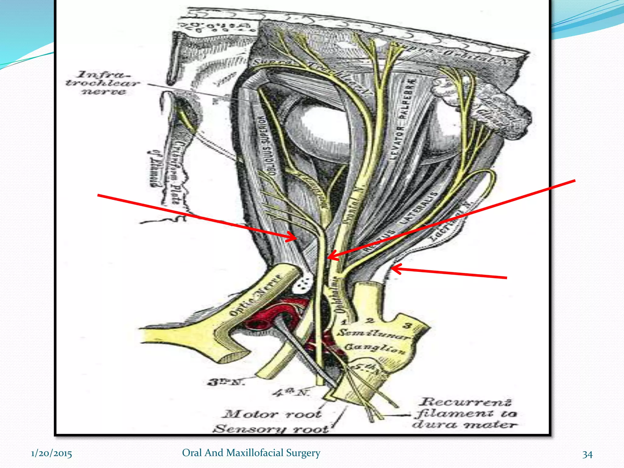 Trigeminal Nerve Anatomy | PPTX