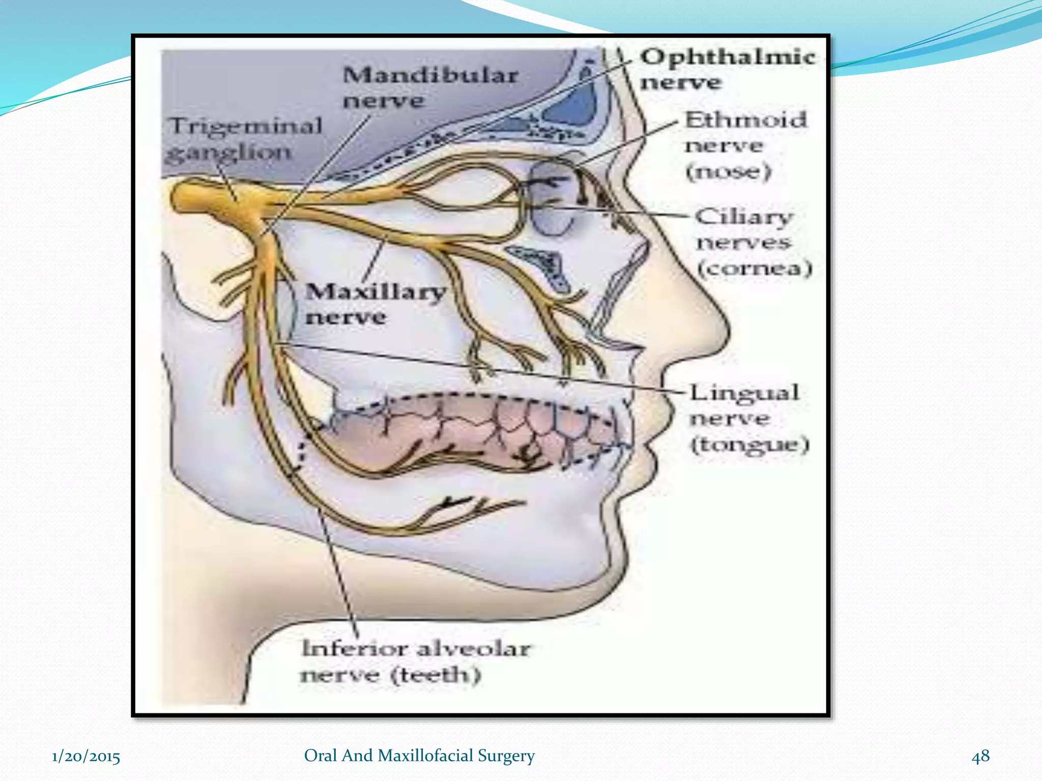 Trigeminal Nerve Anatomy | PPTX