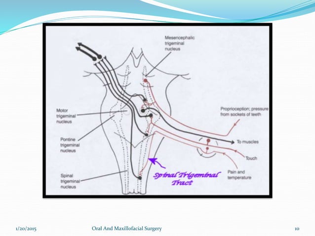 Trigeminal Nerve Anatomy | PPTX