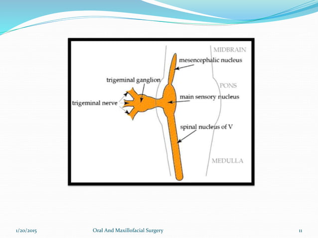 Trigeminal Nerve Anatomy | PPTX