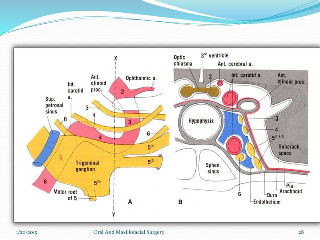 Trigeminal Nerve Anatomy | PPTX
