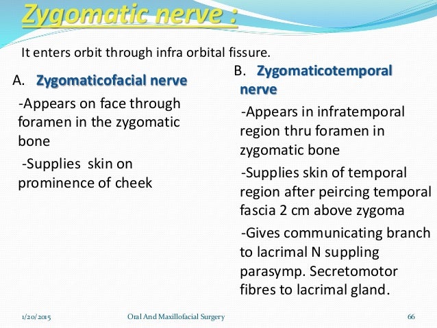 Zygomaticofacial Nerve Wikipedia