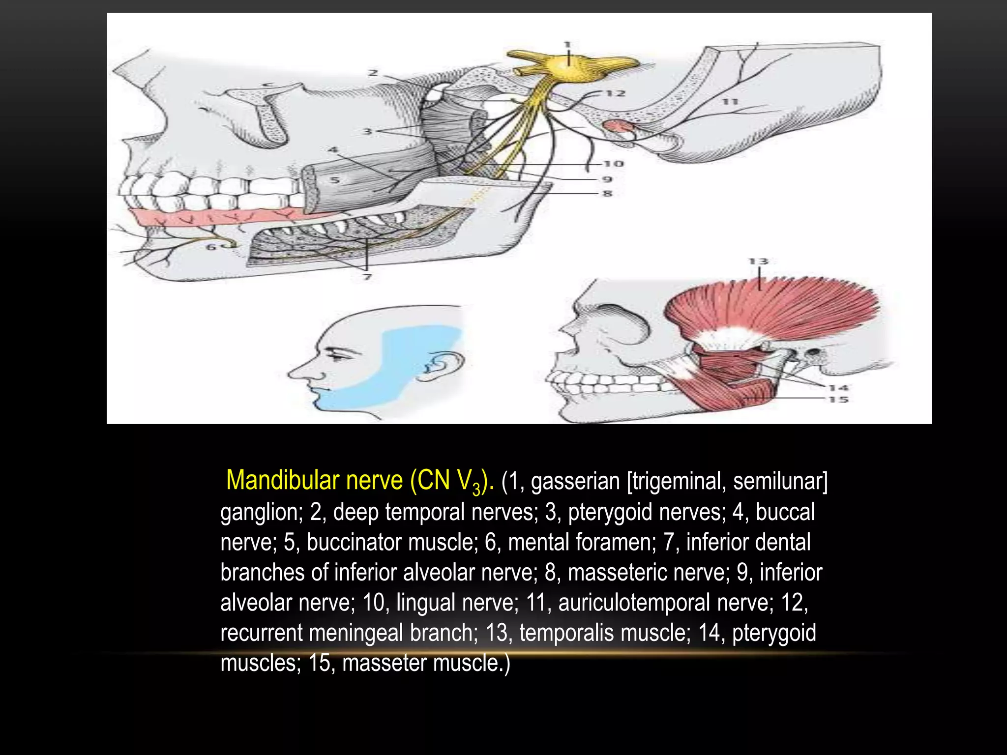 Trigeminal | PPTX | Ear, Nose and Throat Conditions | Diseases and ...