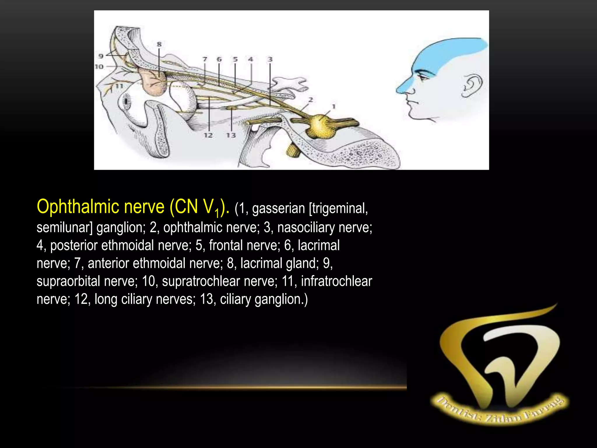 Trigeminal | PPTX | Ear, Nose and Throat Conditions | Diseases and ...