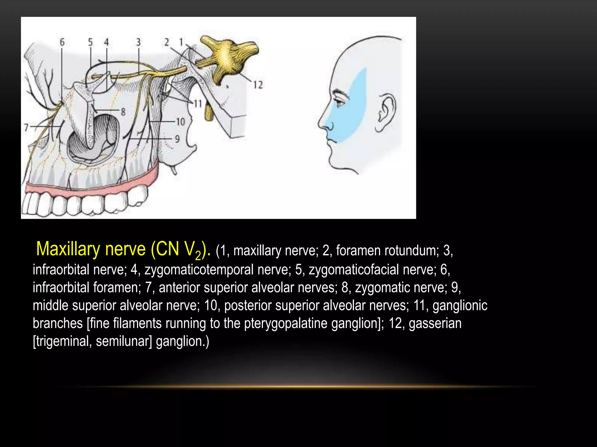 Trigeminal | PPTX | Ear, Nose and Throat Conditions | Diseases and Conditions