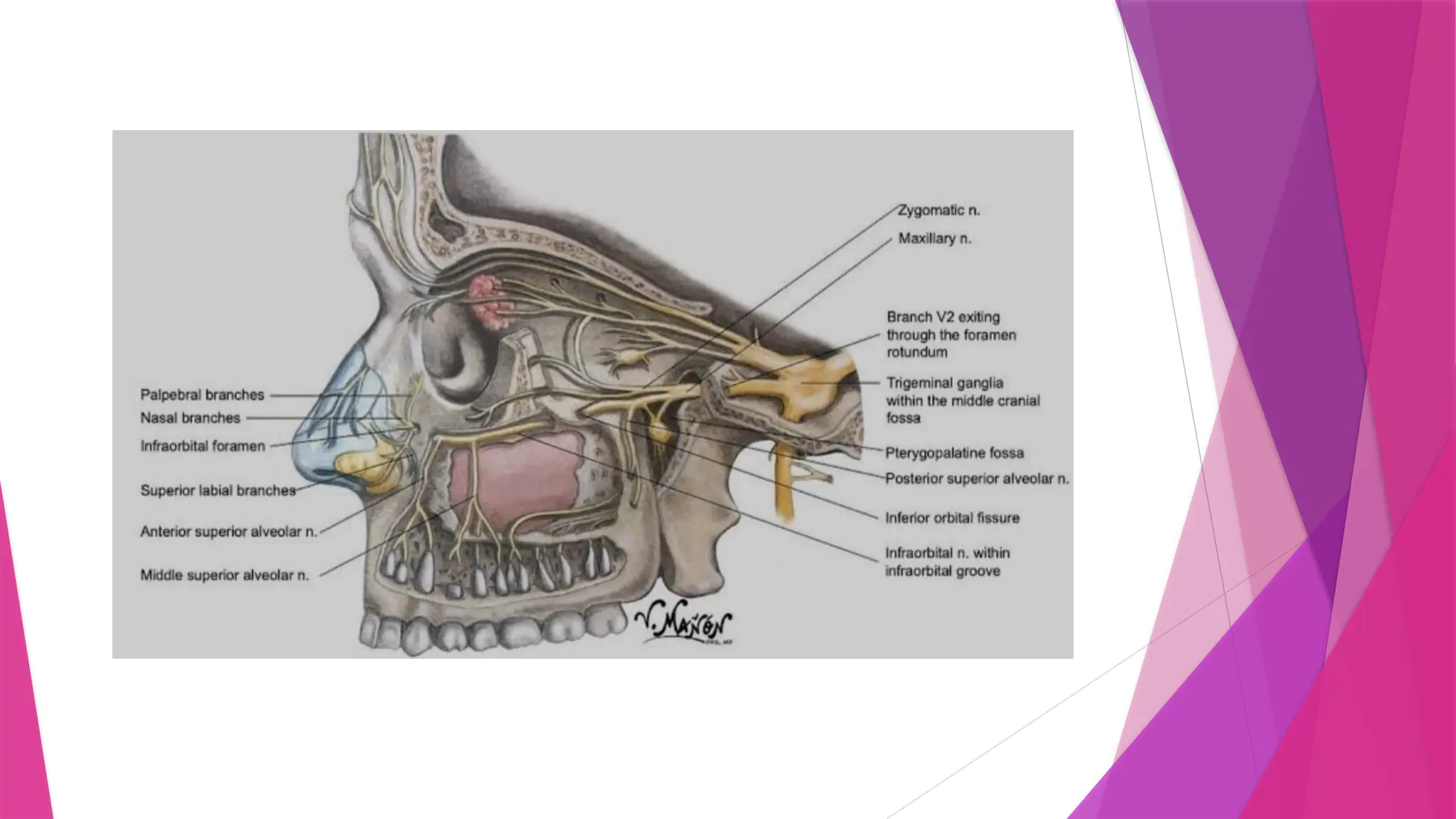 TRIGEMINAL NERVE AND ITS COURSE OF PATH IN SKULL | PPTX