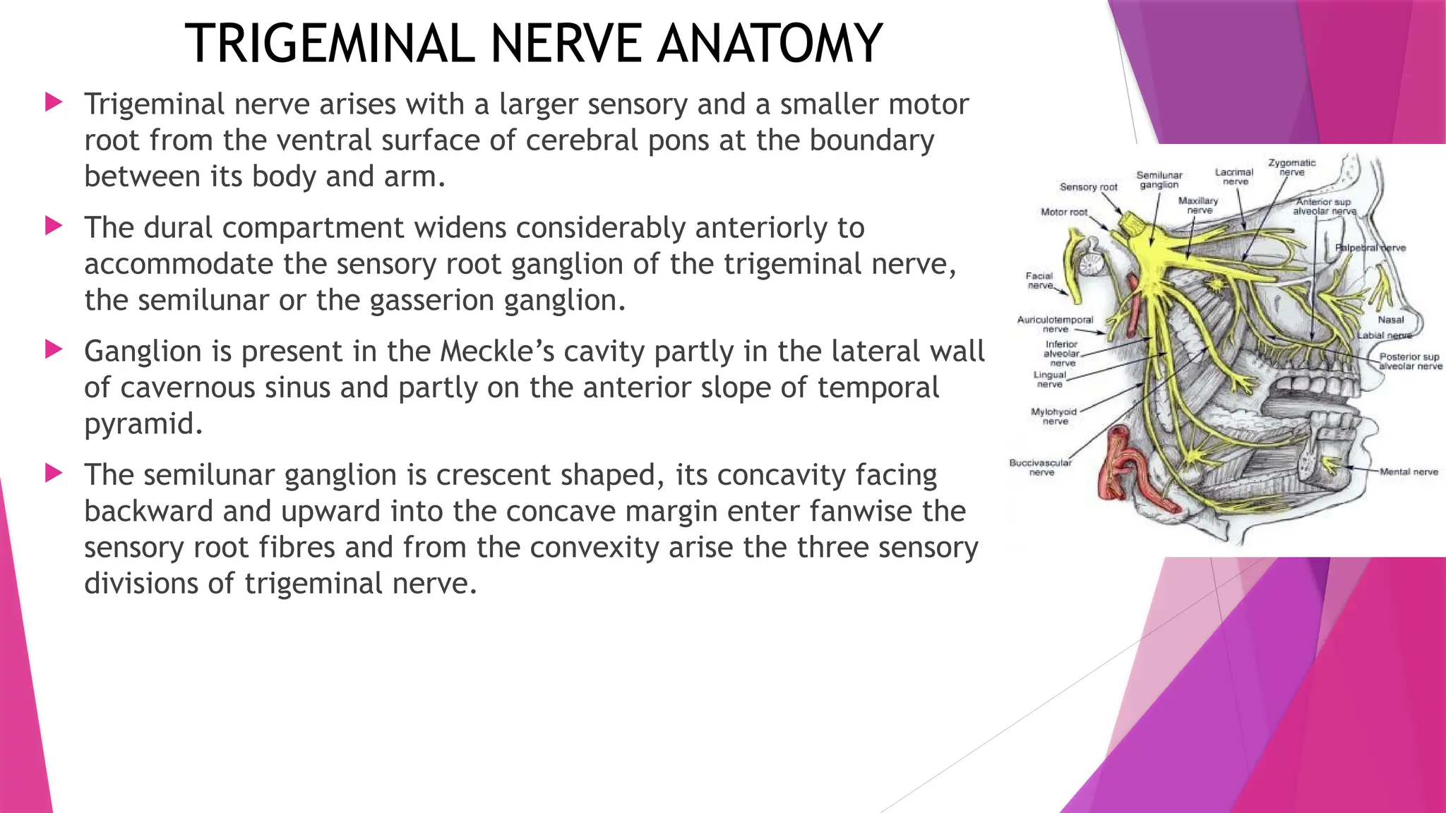TRIGEMINAL NERVE AND ITS COURSE OF PATH IN SKULL | PPTX