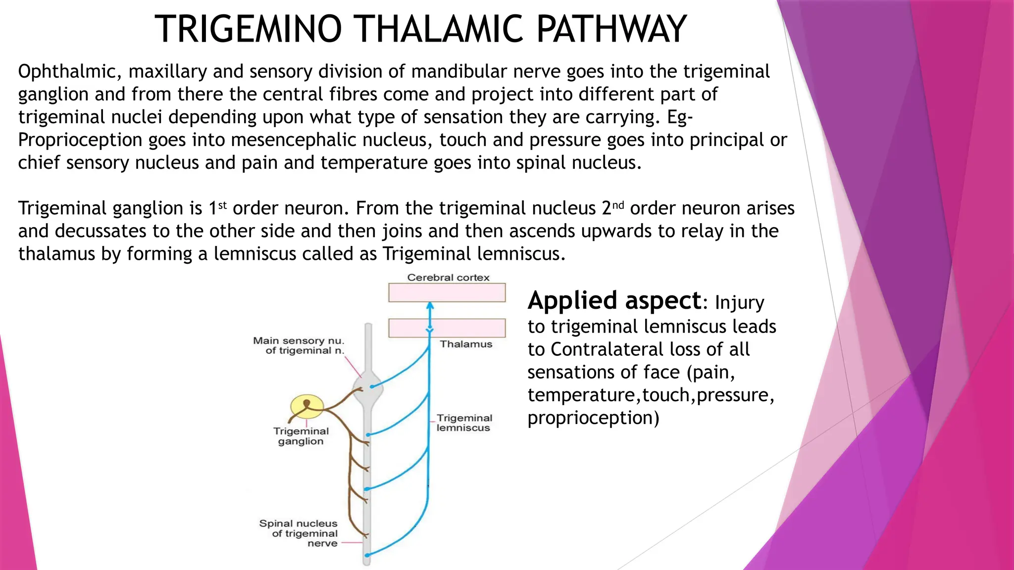 TRIGEMINAL NERVE AND ITS COURSE OF PATH IN SKULL | PPTX