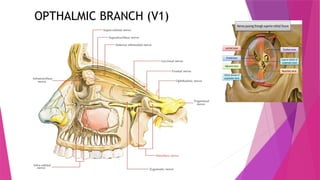 TRIGEMINAL NERVE AND ITS COURSE OF PATH IN SKULL | PPTX