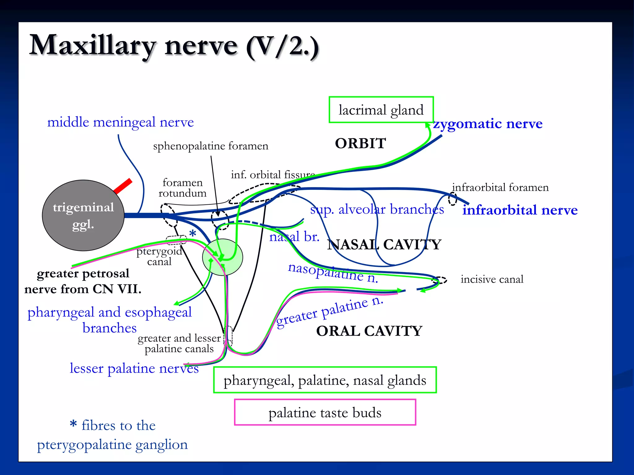 trigeminal nerve.ppt