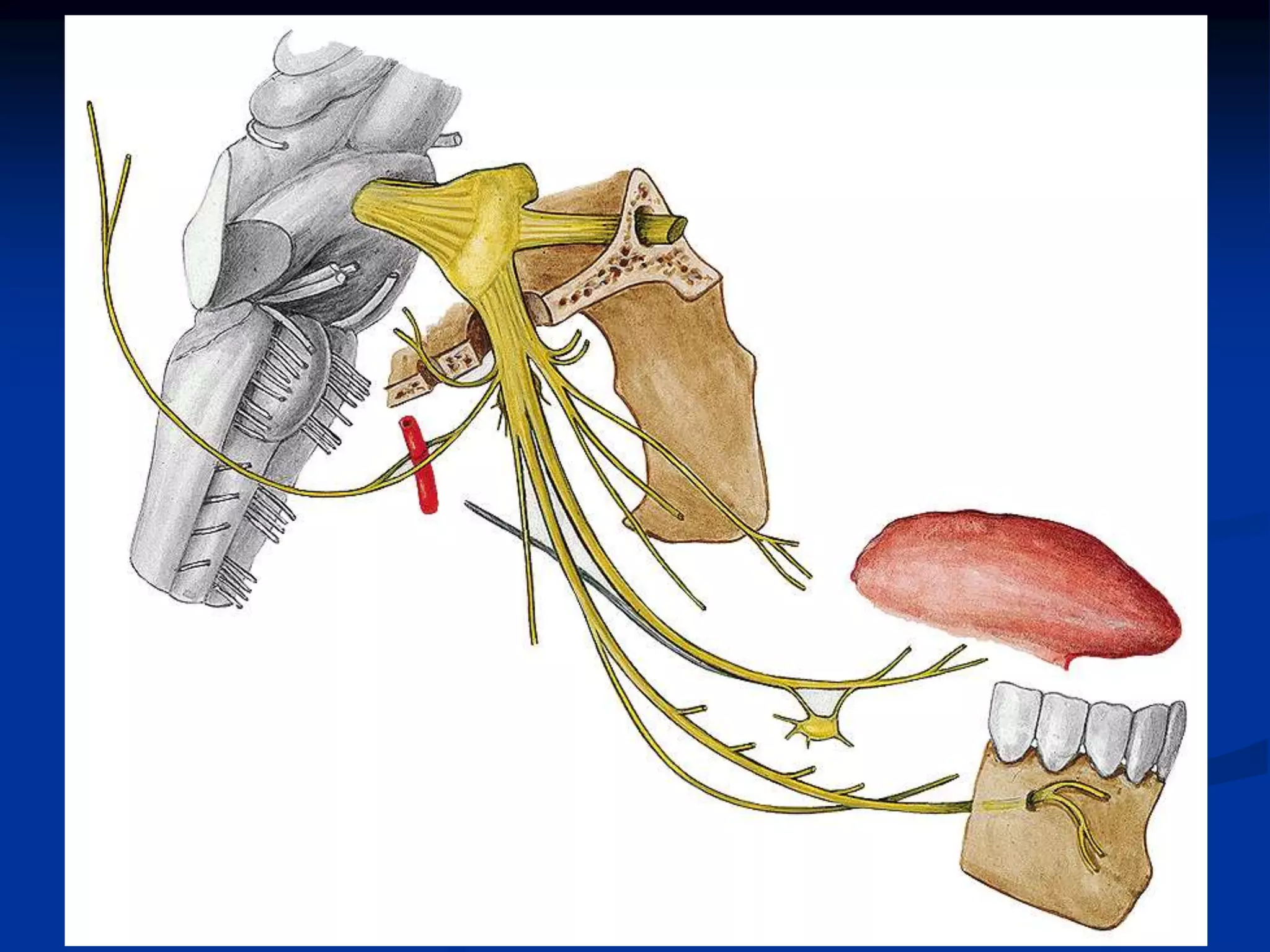 trigeminal nerve.ppt