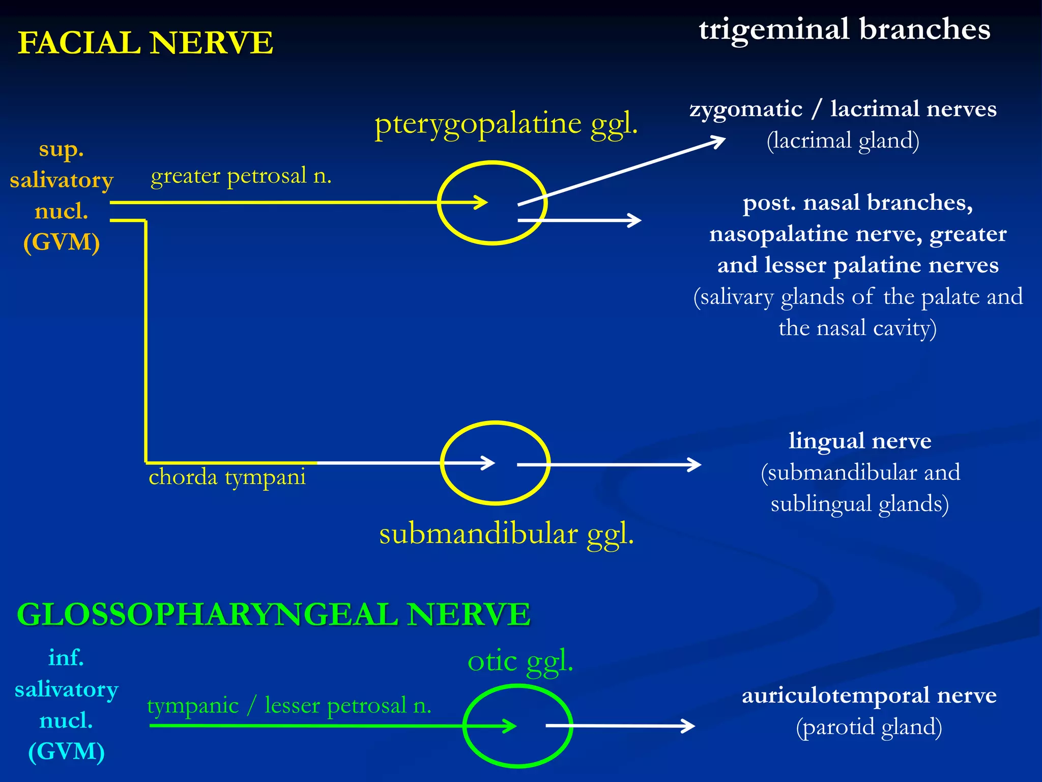 trigeminal nerve.ppt