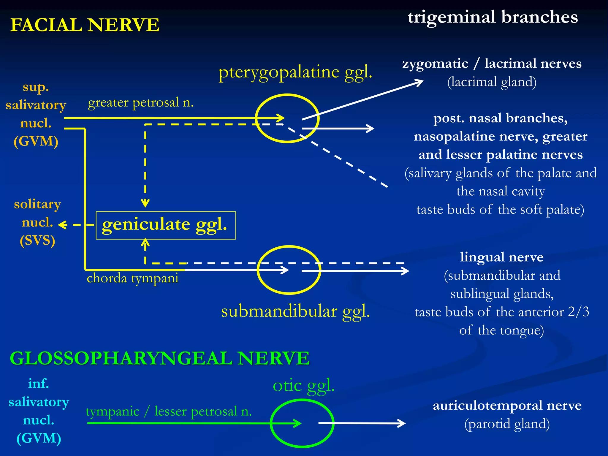 trigeminal nerve.ppt