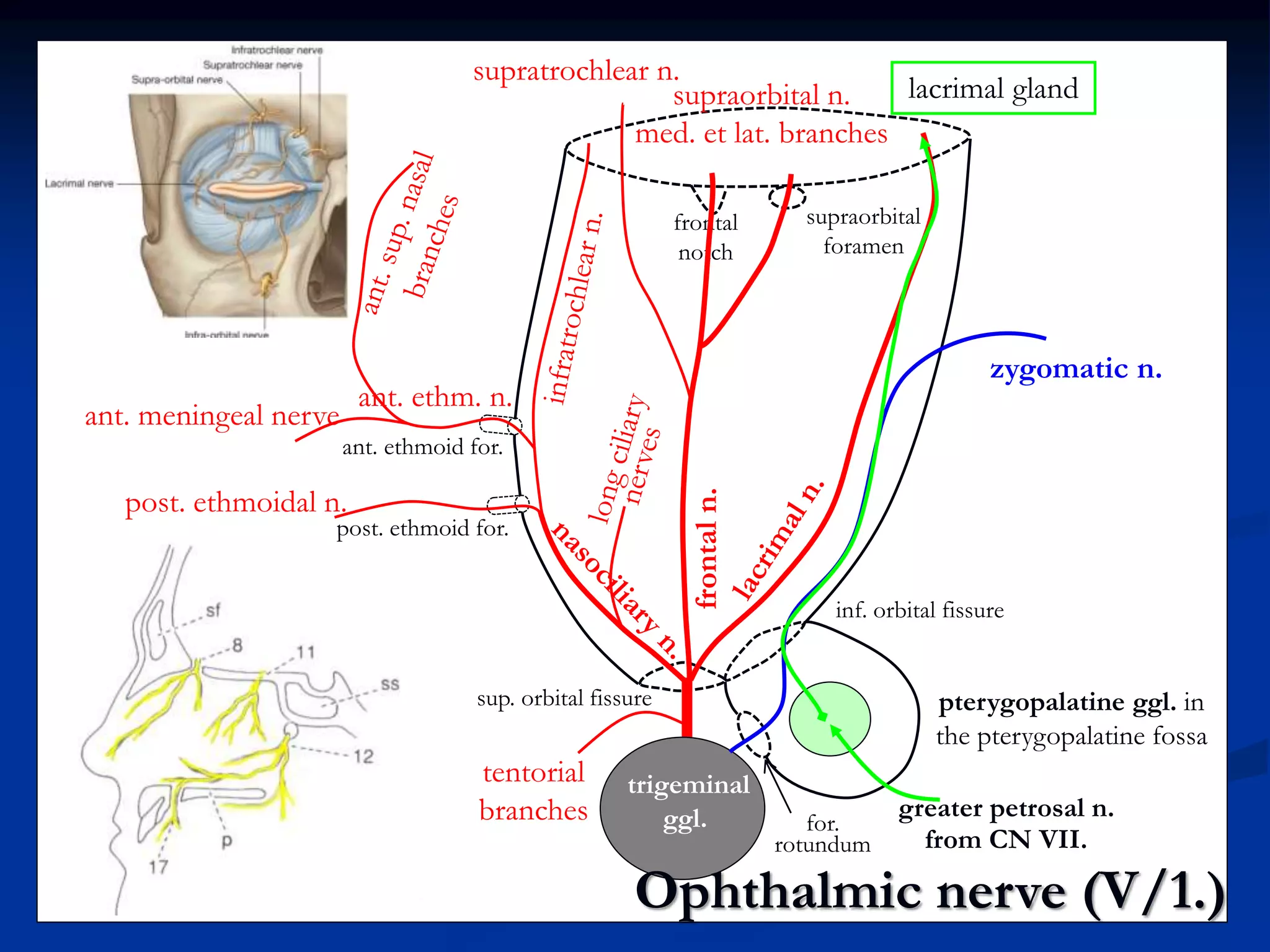 trigeminal nerve.ppt