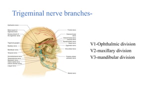Trigeminal and facial nerve.pptx