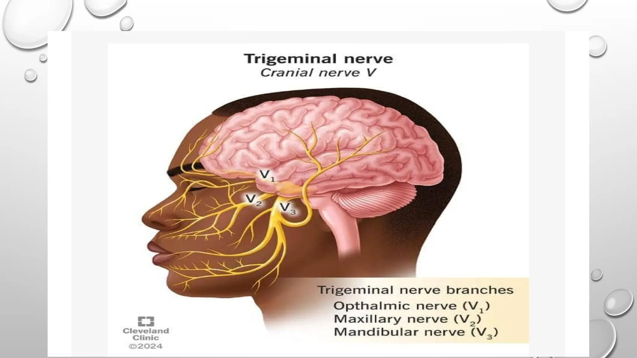 Cranial nerves - TRIGEMINAL nerve FINALpptx | PPTX