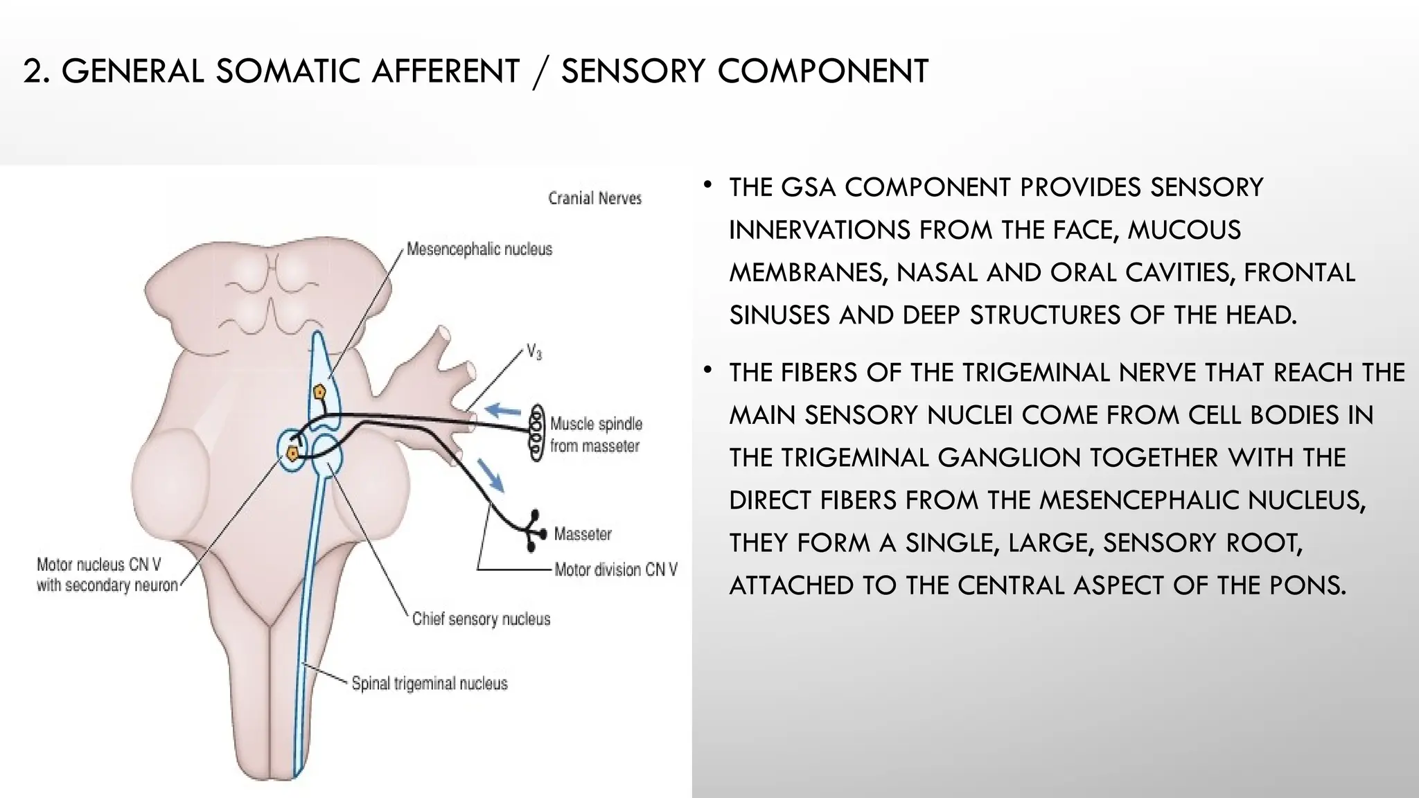 Cranial nerves - TRIGEMINAL nerve FINALpptx | PPTX