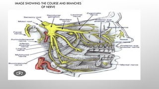 Cranial nerves - TRIGEMINAL nerve FINALpptx | PPTX