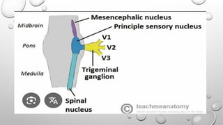 Cranial nerves - TRIGEMINAL nerve FINALpptx | PPTX