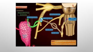 Cranial nerves - TRIGEMINAL nerve FINALpptx | PPTX
