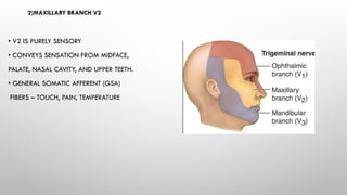 Cranial nerves - TRIGEMINAL nerve FINALpptx | PPTX