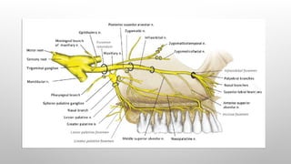 Cranial nerves - TRIGEMINAL nerve FINALpptx | PPTX