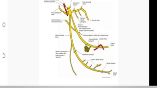 Cranial nerves - TRIGEMINAL nerve FINALpptx | PPTX